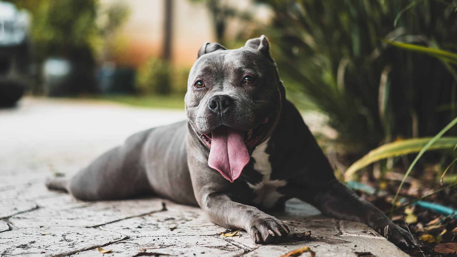 Community Animal Hospital FAQs